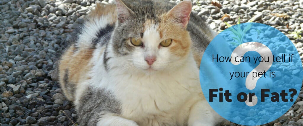 Body Condition Score for pets