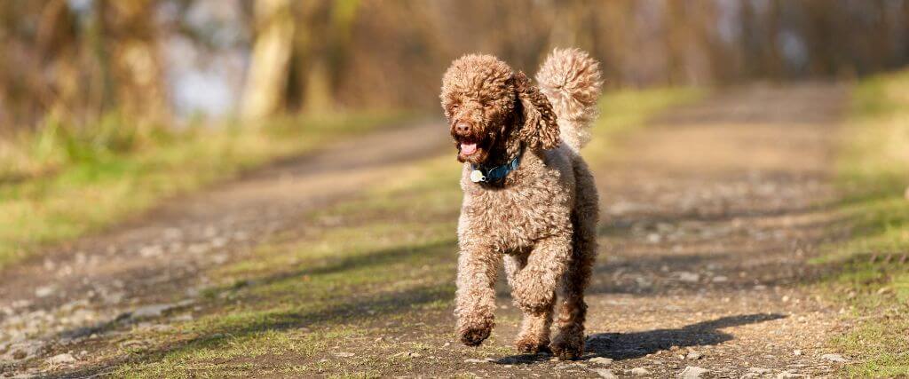 Why Miniature Poodles Remain a Top Choice for a Canine Companion ...