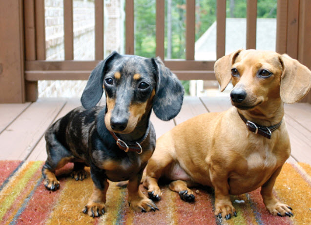 Dachshund | Hudson Animal Hospital