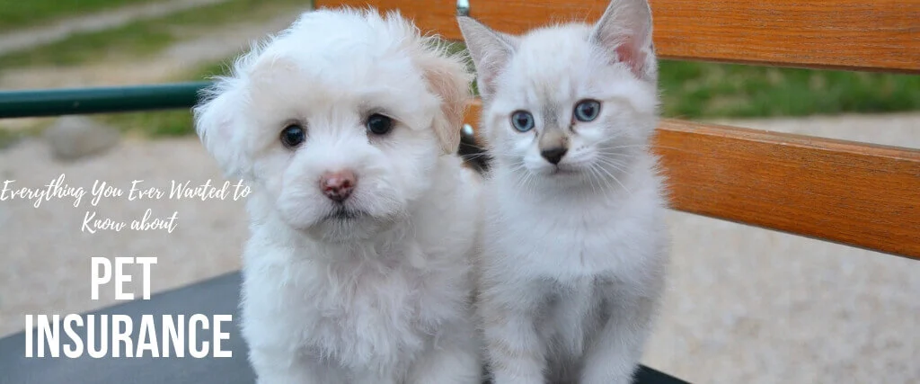 Pet Insurance for dogs and cats