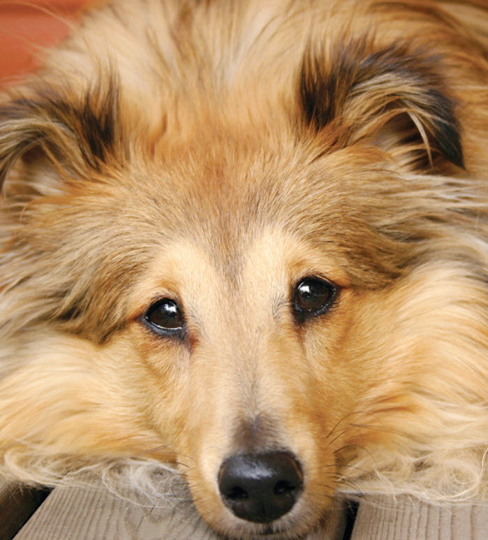 Shetland Sheepdog | Hudson Animal Hospital