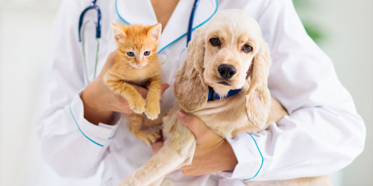 Why Preventive Care for Your Pets Is So Important | Hudson Animal Hospital