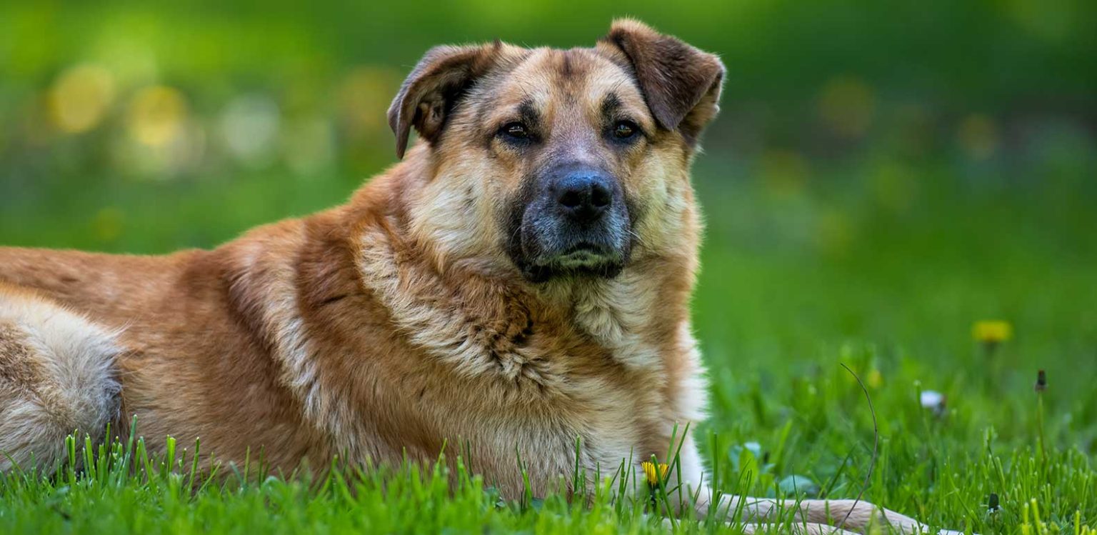 Hypothyroidism in Dogs Symptoms - Early Signs to Watch For