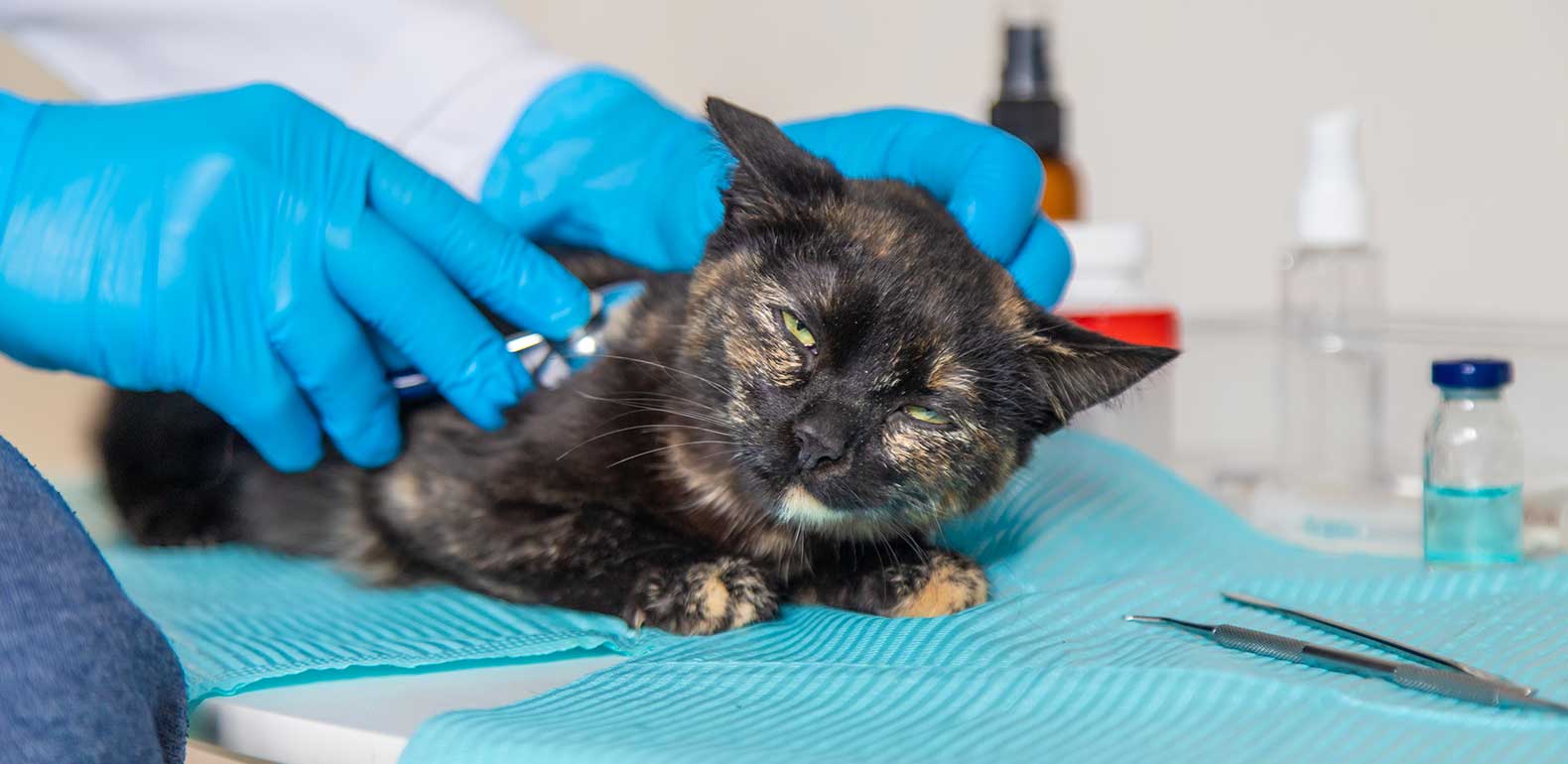 How Can You Tell If Your Cat Has Ringworm - Key Signs