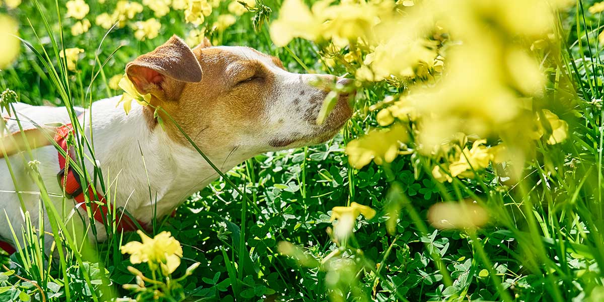 Warning Signs Your Dog Is Allergic to Pollen